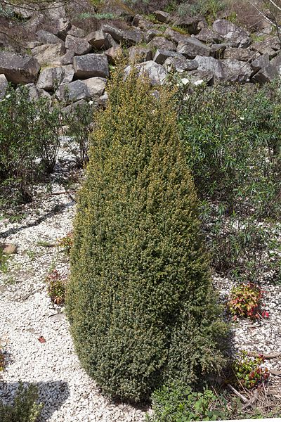 Juniper (Juniperis communis) Identification
