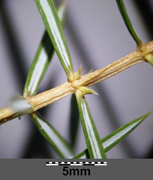 Juniper (Juniperis communis) Identification