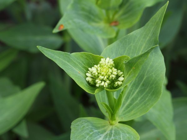 Red Valerian (Centranthus Ruber) Identification