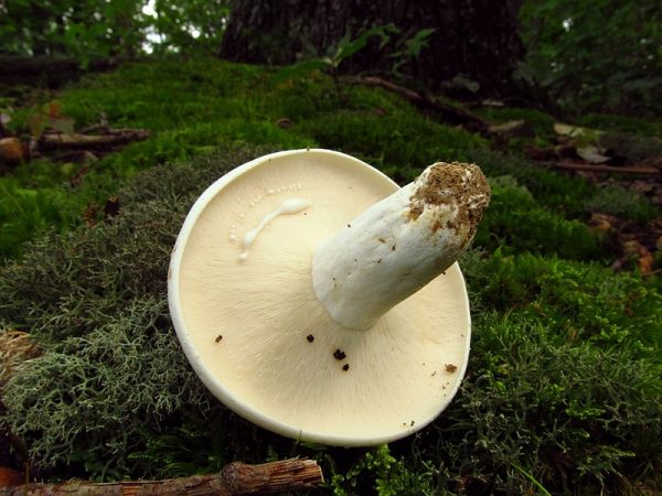 Peppery Milkcap (Lactarius piperatus/Lactifluus piperatus) Identification