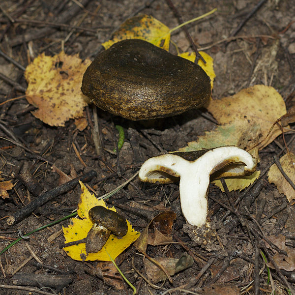 Ugly Milkcap (Lactarius turpis) Identification