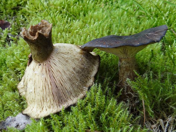 Ugly Milkcap (Lactarius turpis) Identification
