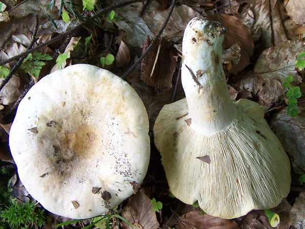 Peppery Milkcap (Lactarius piperatus/Lactifluus piperatus) Identification