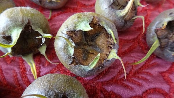 Medlar (Mespilus germanica) Identification