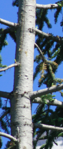 Noble Fir (Abies procera) Identification