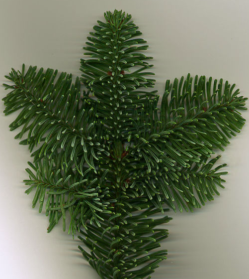 Noble Fir (Abies procera) Identification