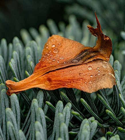 Noble Fir (Abies procera) Identification