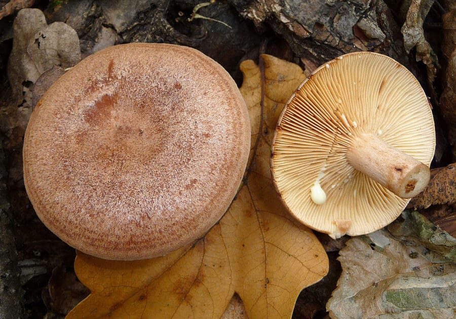 An Introduction to Milkcap Mushrooms