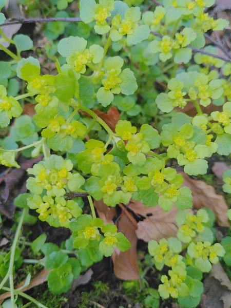 Opposite-leaved Golden Saxifrage (Chrysosplenium oppositifolium ...
