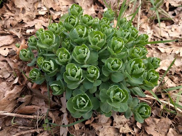 Stonecrop (Crassulaceae) Identification