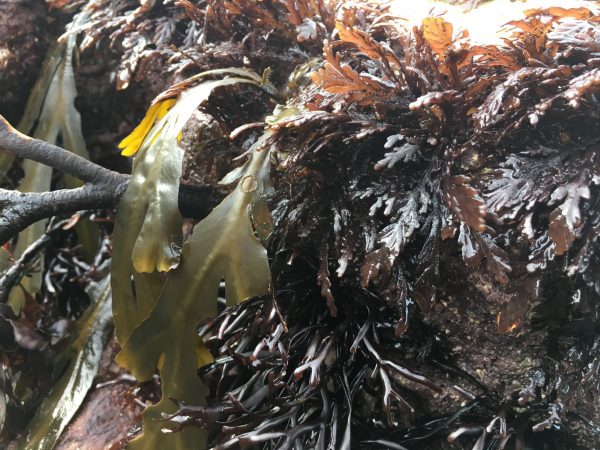 Health Benefits of Eating Seaweeds