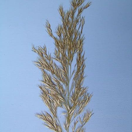 Common Reed (Phragmites australis) Identification