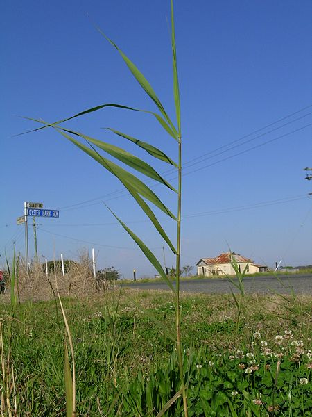 Common Reed (Phragmites australis) Identification