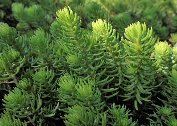 Stonecrop (Crassulaceae) Identification