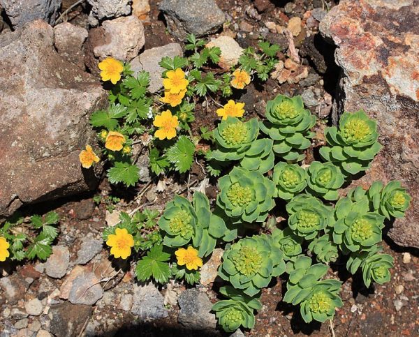 Stonecrop (Crassulaceae) Identification