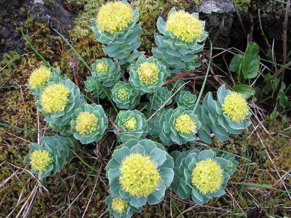 Stonecrop (Crassulaceae) Identification