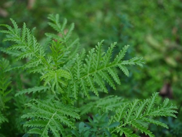 Tansy (Tanacetum vulgare) Identification Guide