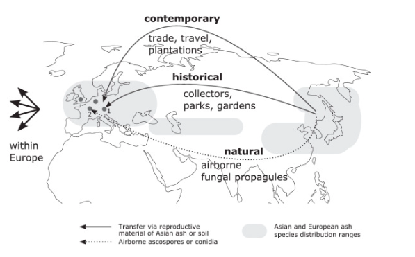 Ash Dieback: The Impact on Our Native Ash Population