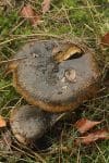 An Introduction to Milkcap Mushrooms