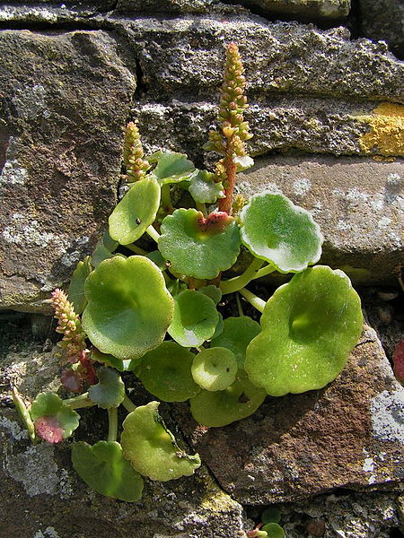 Stonecrop (Crassulaceae) Identification