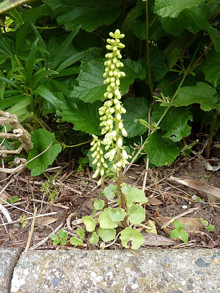 Stonecrop (Crassulaceae) Identification