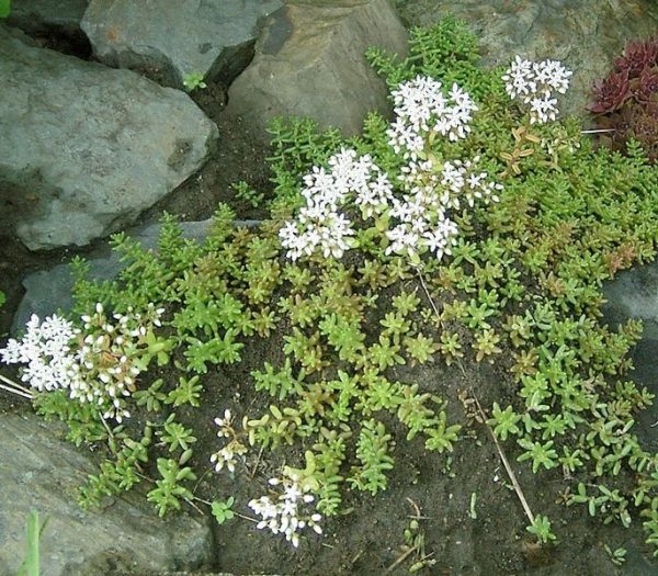 Stonecrop (Crassulaceae) Identification