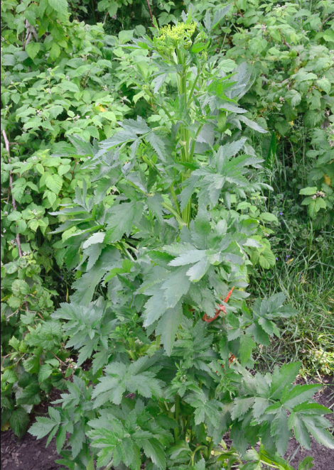 Wild Parsnip