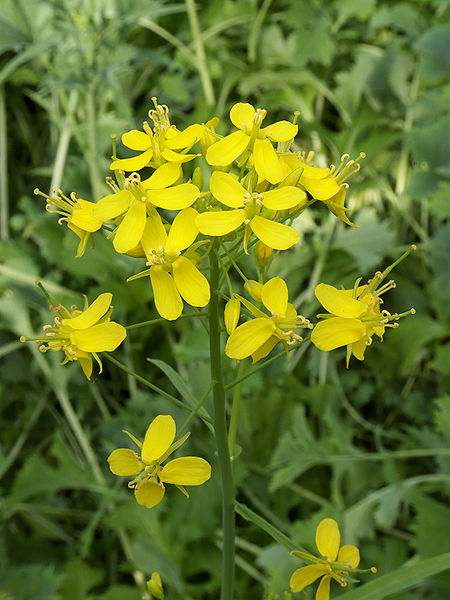 Wild Turnip (Brassica rapa) Identification