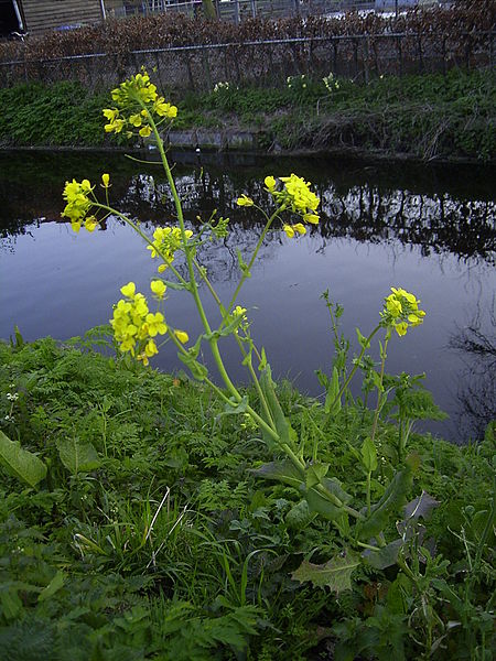 Wild Turnip (Brassica rapa) Identification