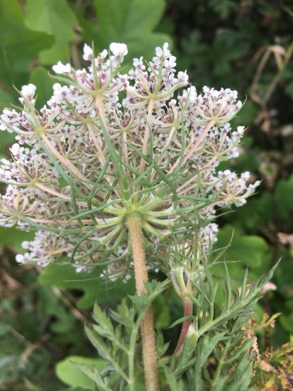 The Secret of the Carrot Family