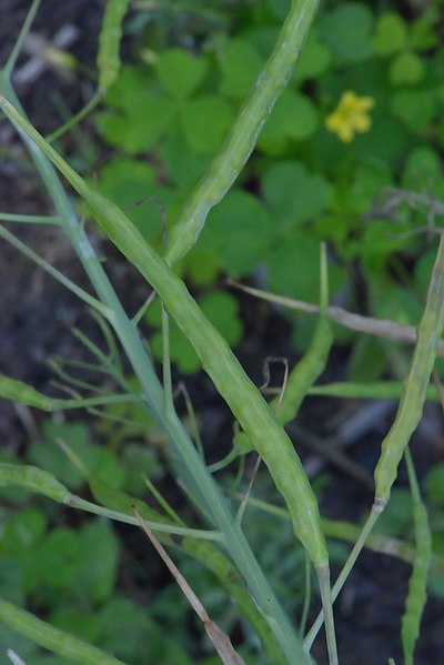 Wild Turnip (Brassica rapa) Identification