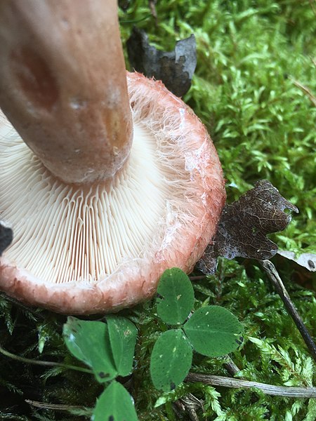 Woolly Milkcap (Lactarius torminosus) Identification