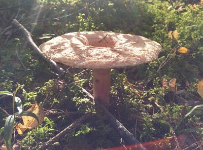 Woolly Milkcap (Lactarius torminosus) Identification
