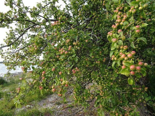 Wild Apple (Malus sylvestris) Identification Guide