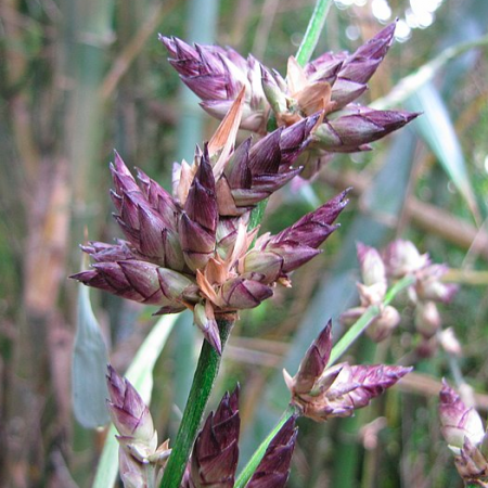 Bamboo (Sasa palmata) Identification