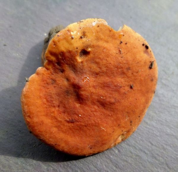 Curry Milkcap (Lactarius camphoratus) Identification