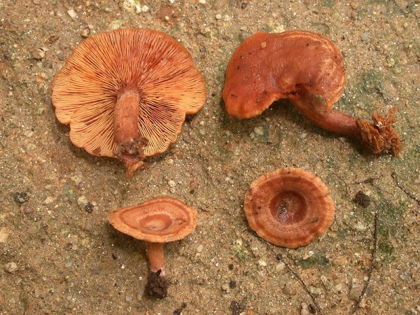 Curry Milkcap (Lactarius camphoratus) Identification