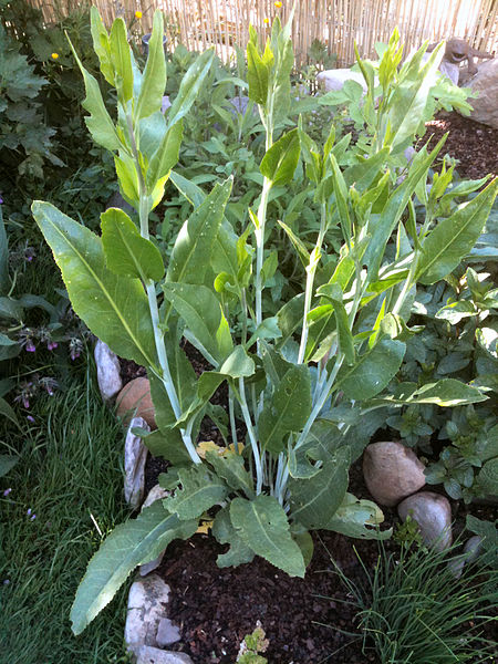 Dittander (Lepidium latifolium) Identification
