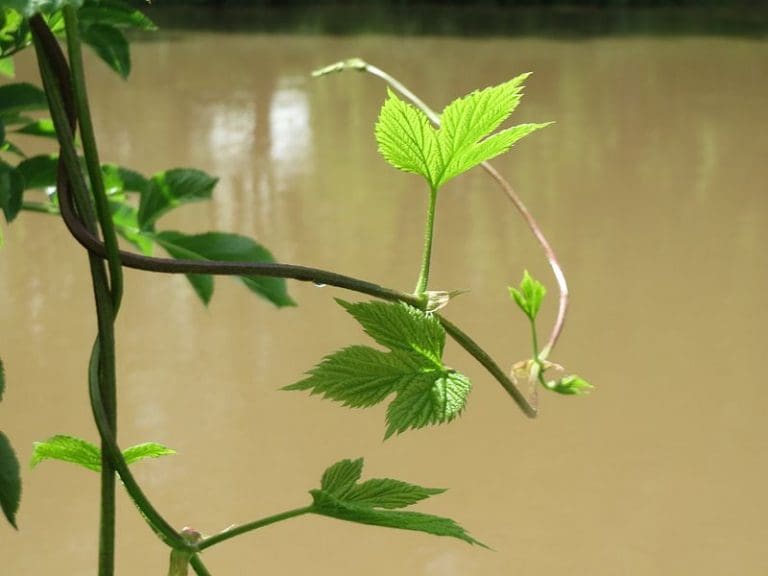 Hops (Humulus lupulus) Identification Guide - Totally Wild UK