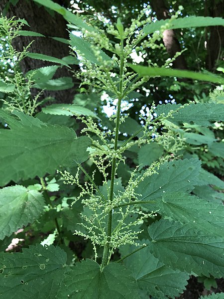 What is foraging?
