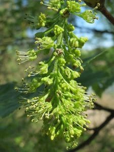 Sycamore (Acer pseudoplatanus) Identification Guide