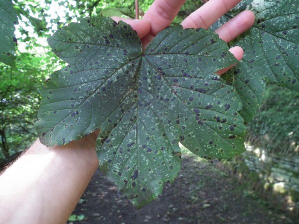 Sycamore (Acer pseudoplatanus) Identification Guide