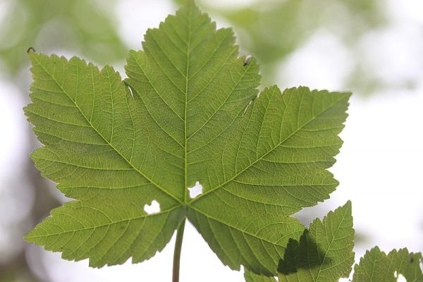 Sycamore (Acer pseudoplatanus) Identification Guide