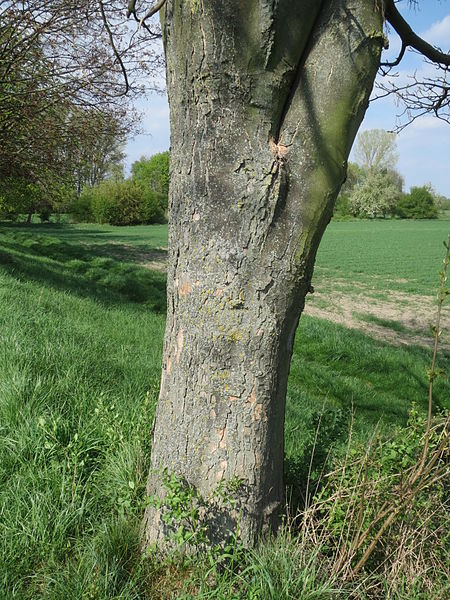 Sycamore (Acer pseudoplatanus) Identification Guide