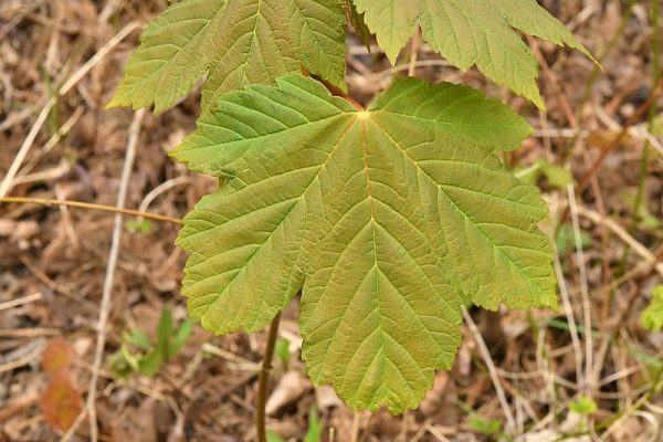 Sycamore (Acer pseudoplatanus) Identification Guide