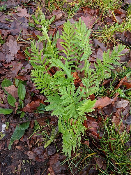 Tansy (Tanacetum vulgare) Identification Guide