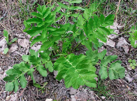 Wild Parsnip