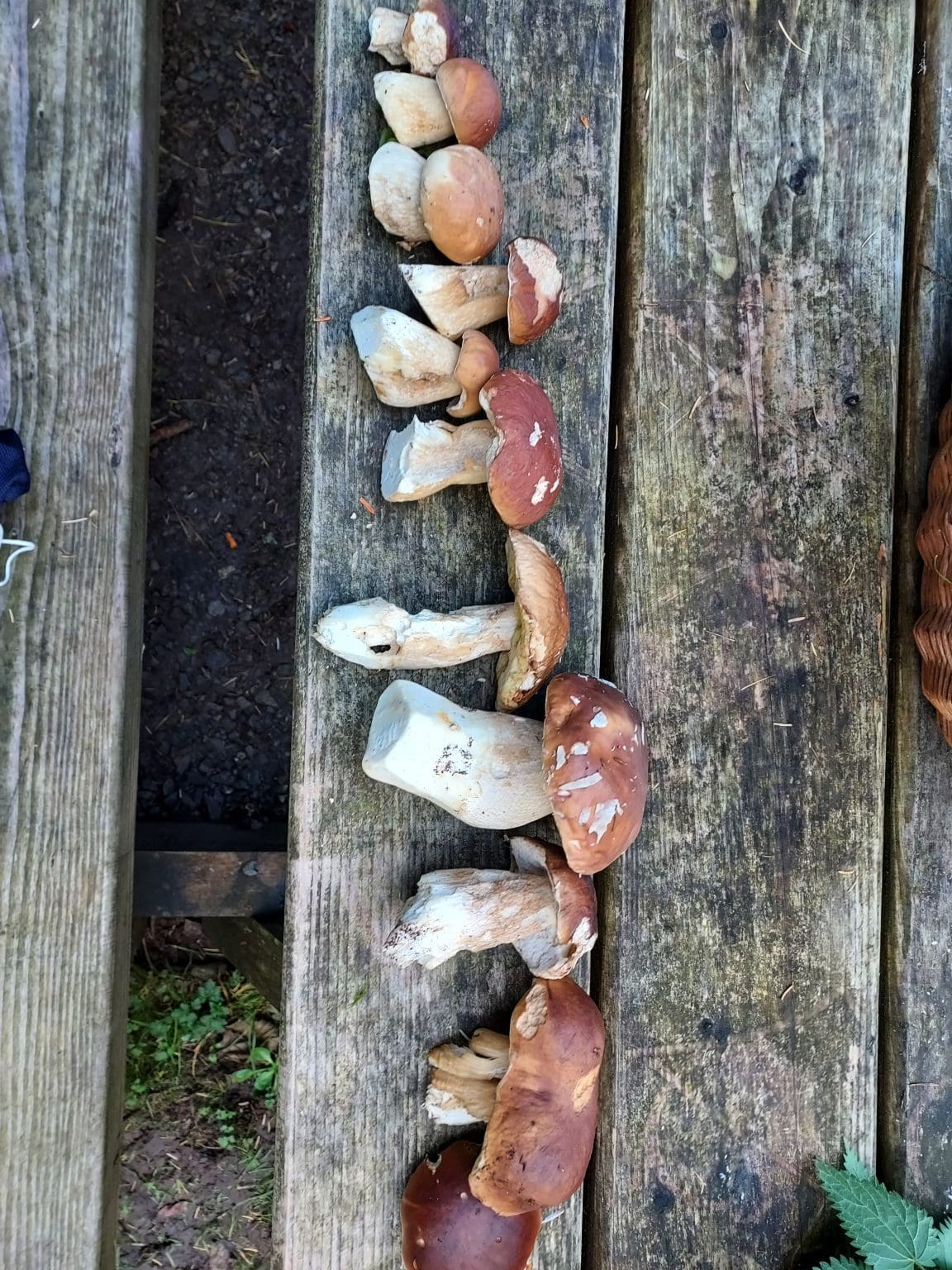 Poison Hemlock (Conium Maculatum) Identification