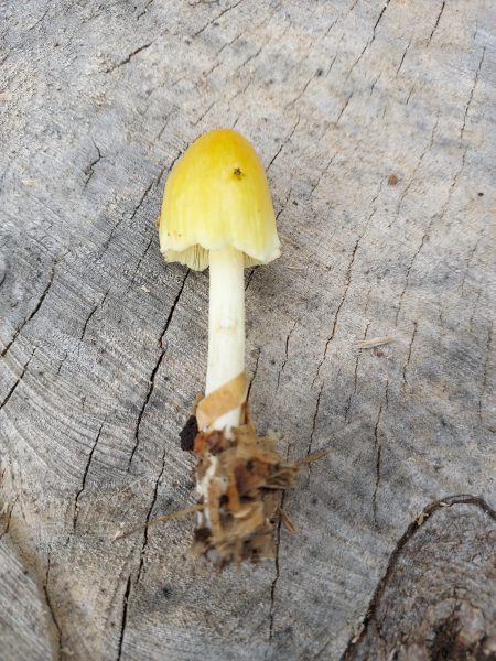 Introduction to Waxcap mushrooms