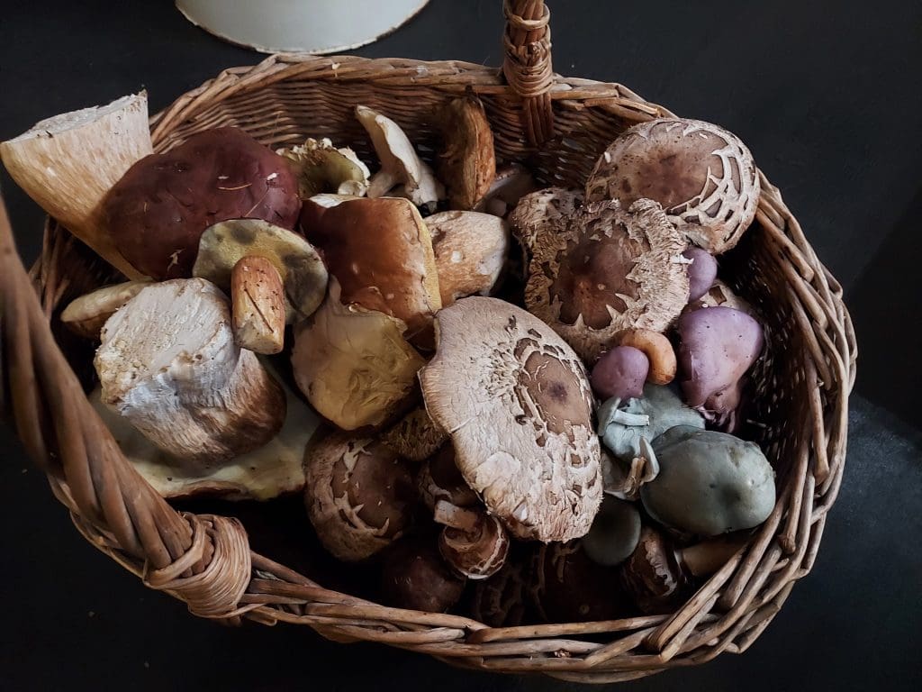 Identifying Mushrooms Correctly